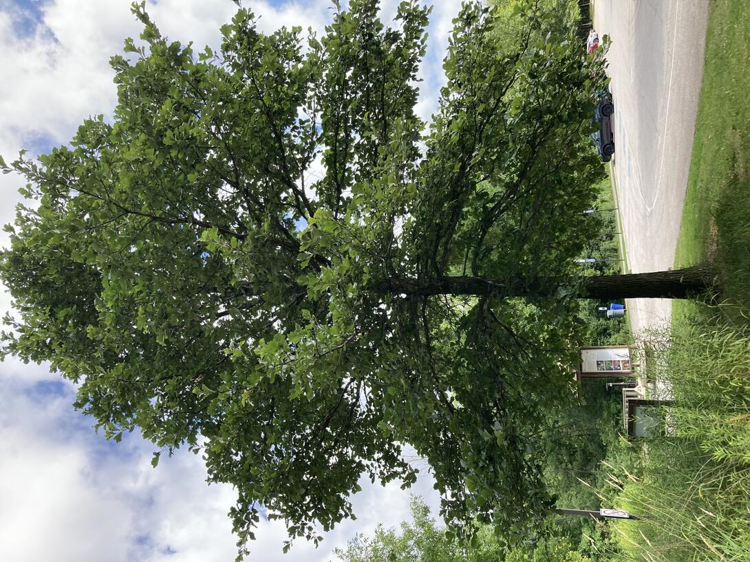 White Oak | CMP Tree Selection Tool